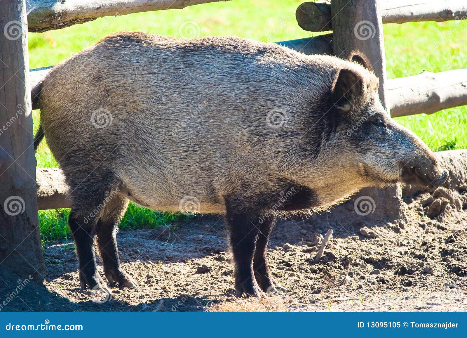 Boar stock image. Image of brown, ears, domestic, nature - 13095105
