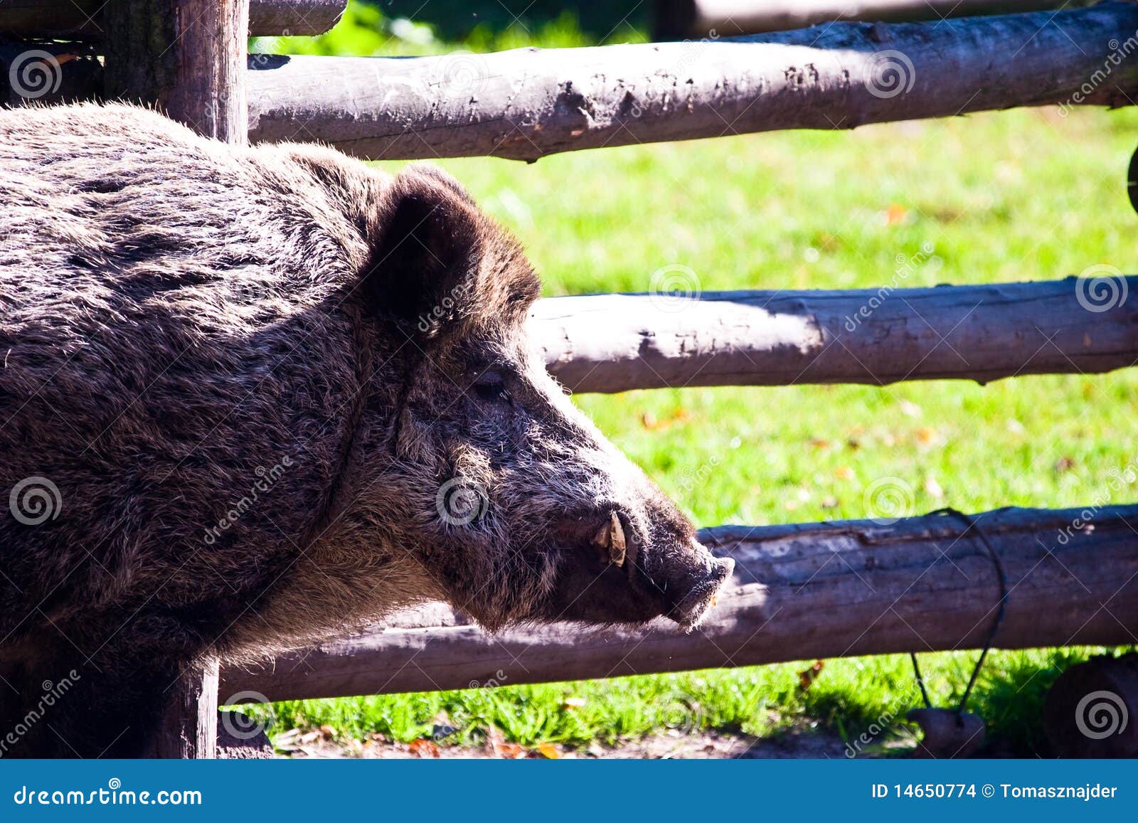 Boar stock photo. Image of hunt, livestock, bristle, agriculture - 14650774