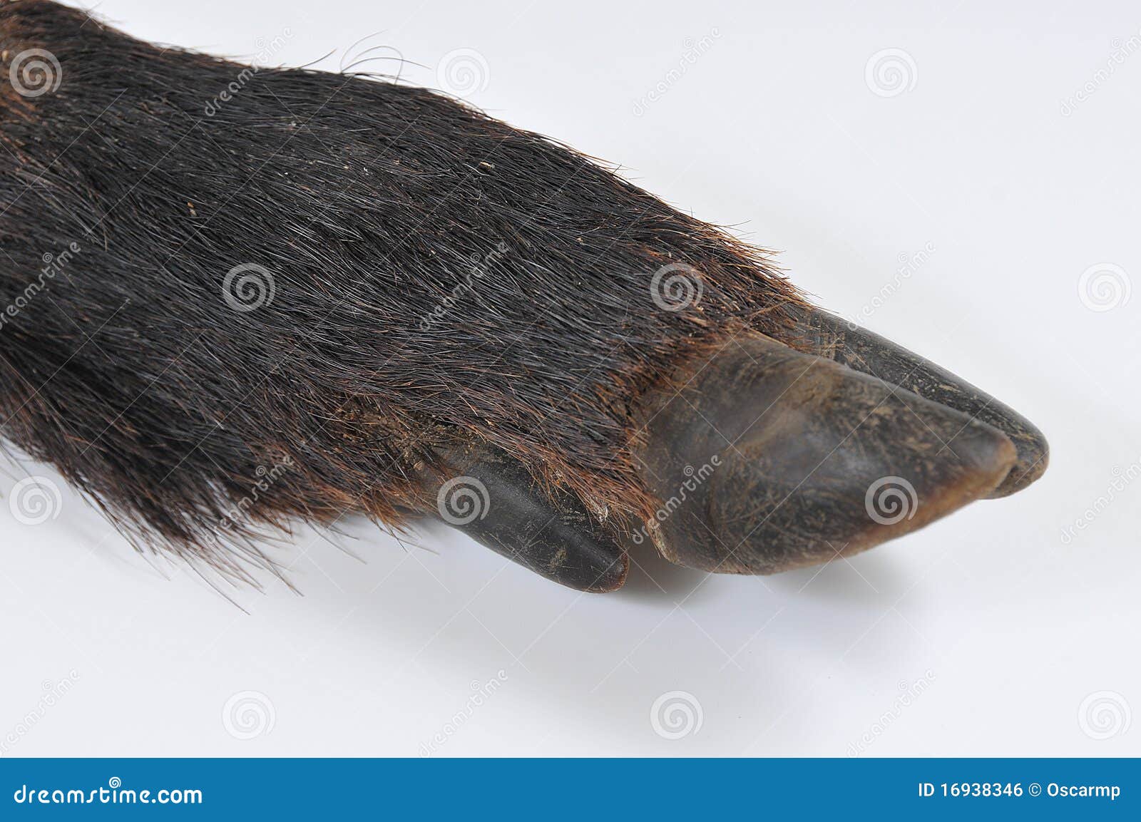 Boar stock photo. Image of hair, eyetooth, hoof, hunter - 16938346