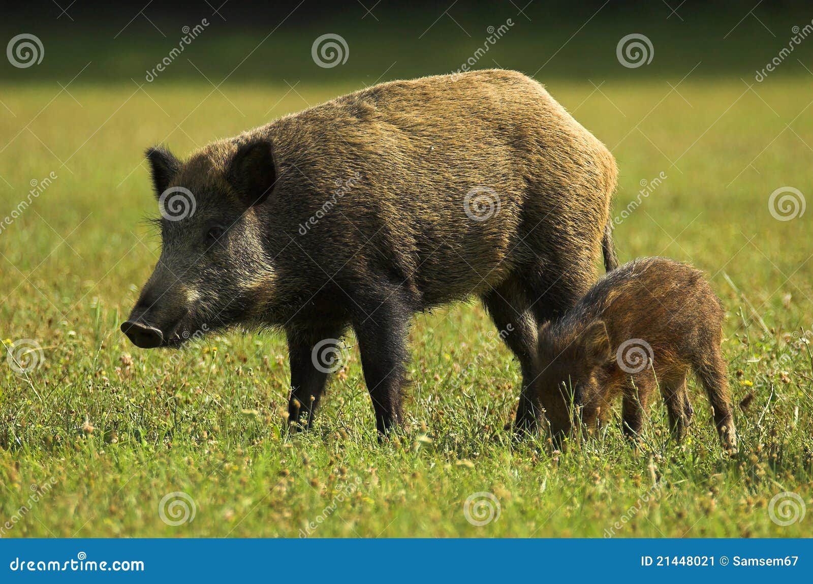 Boar stock image. Image of animal, freshness, landscape - 21448021