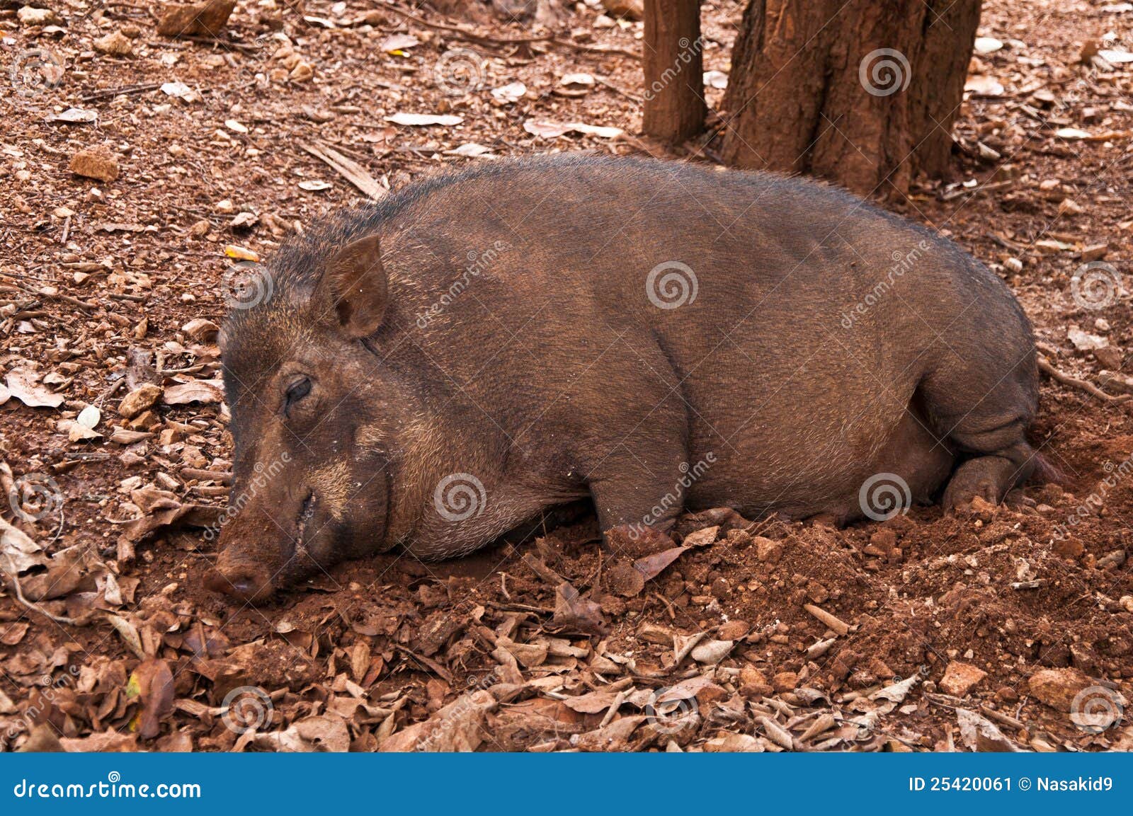 Boar stock image. Image of forest, boar, beast, nature - 25420061