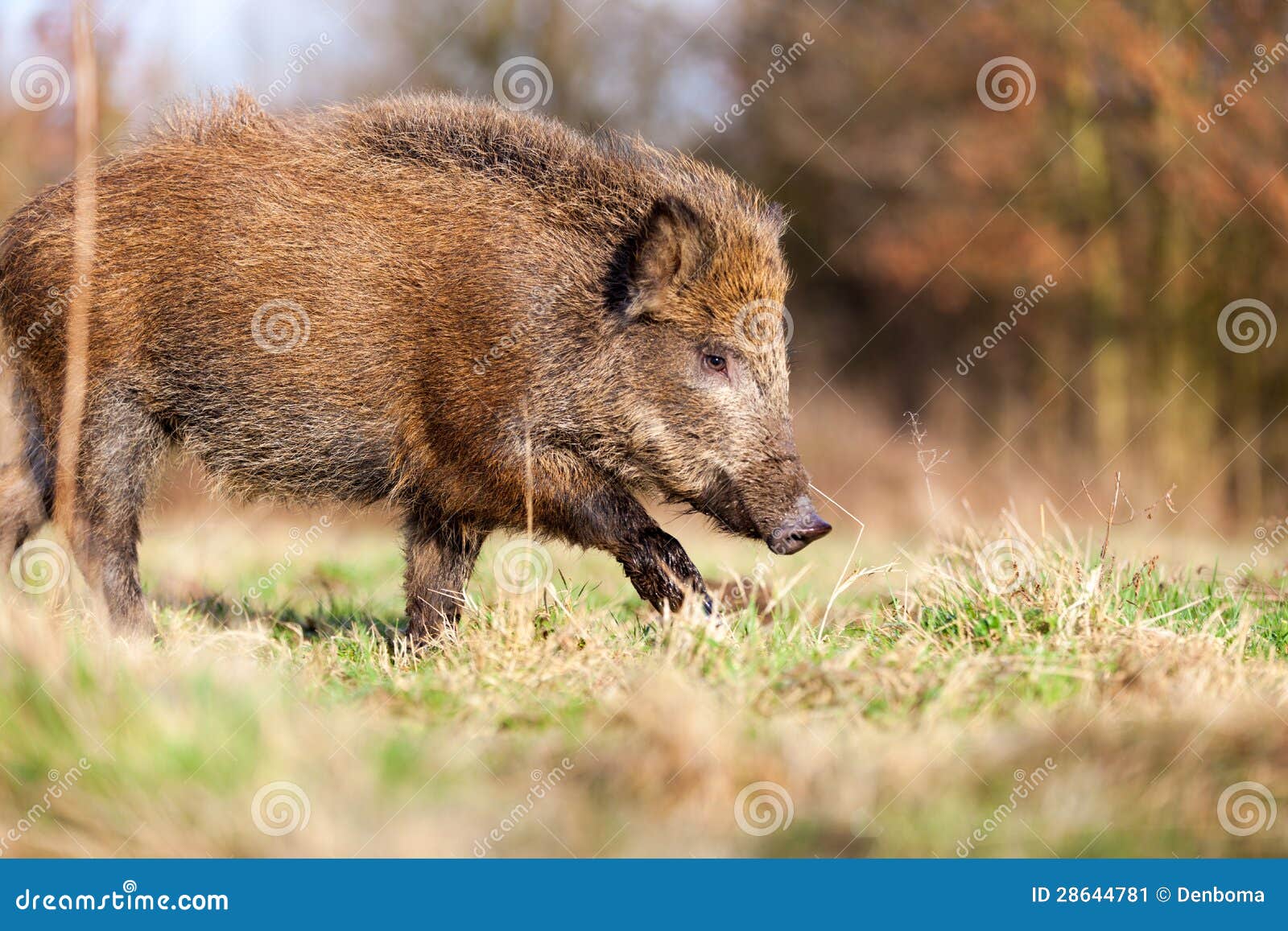 Boar stock image. Image of wood, nature, wildlife, tree - 28644781