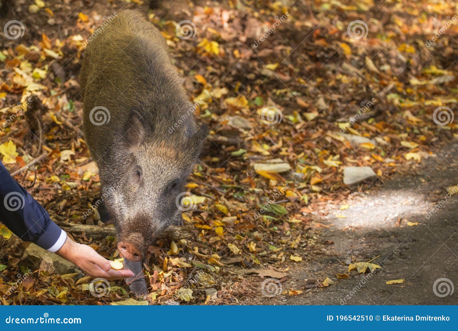 Boar in the Autumn Forest. a Man Feeds a Tame Boar an Apple Stock Photo ...