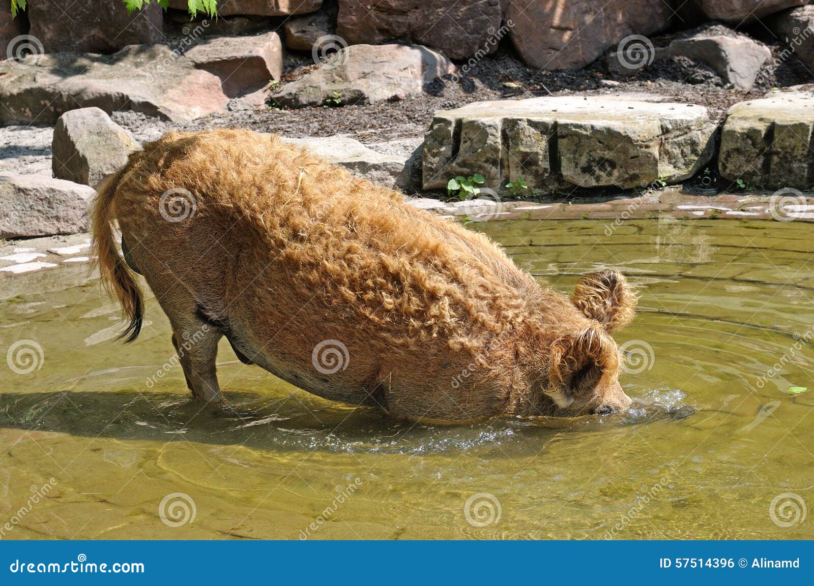 Boar bathing in the pool stock photo. Image of animal - 57514396