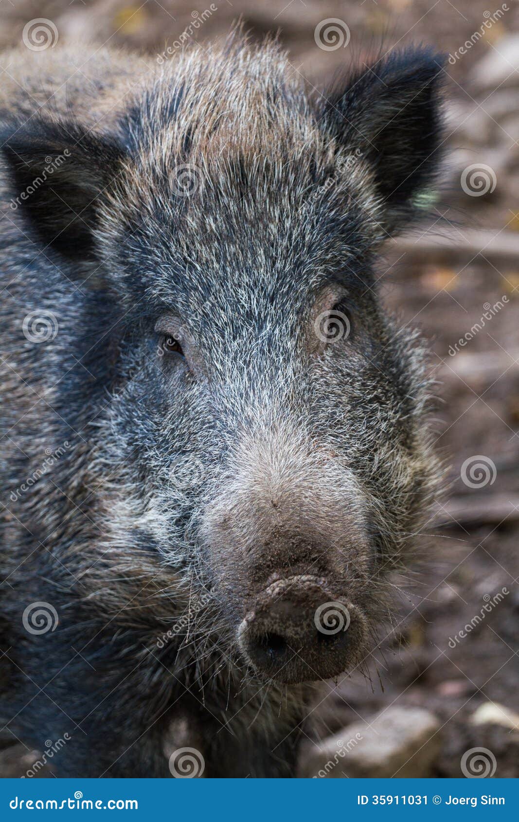 Boar close up stock image. Image of outdoor, portrait - 35911031