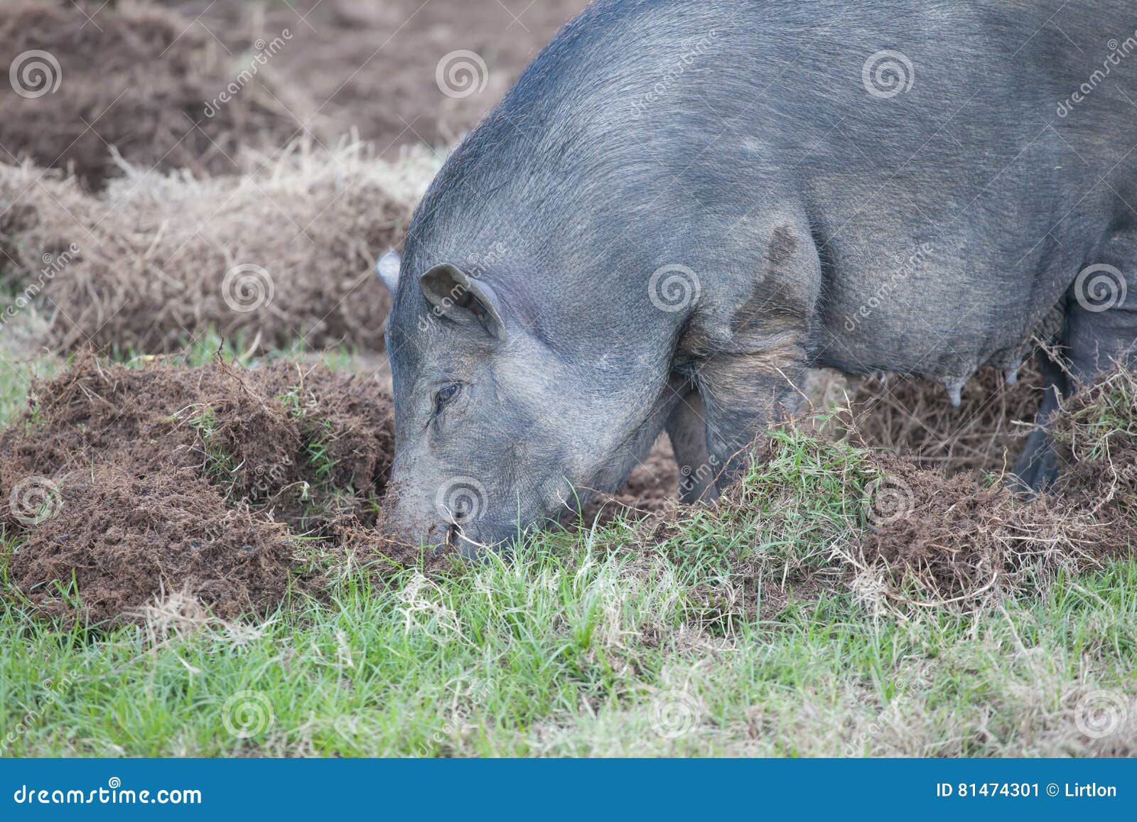 Boar eat grass root stock image. Image of nose, cute - 81474301
