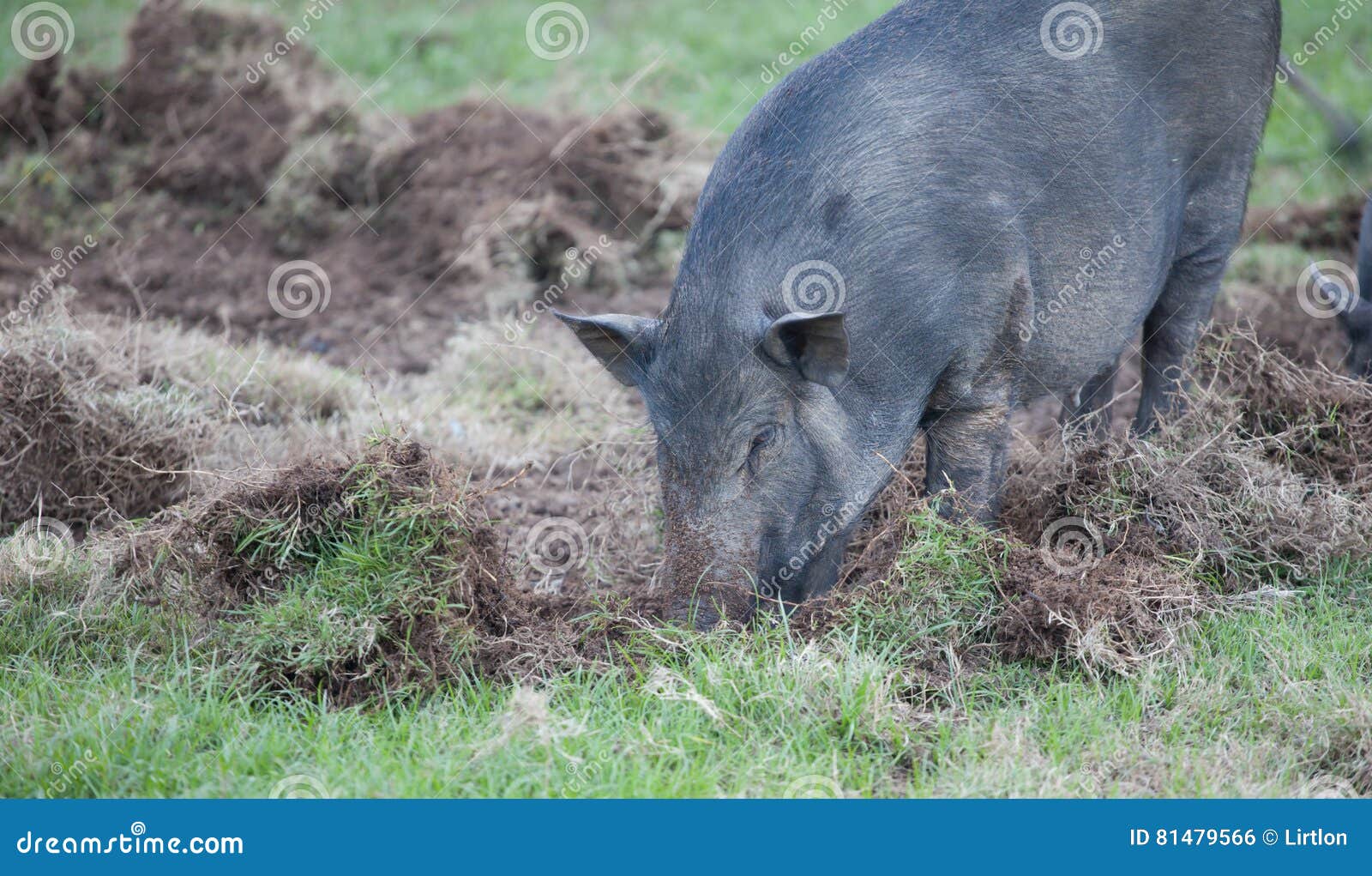 Boar eat grass root stock photo. Image of animal, mammal - 81479566