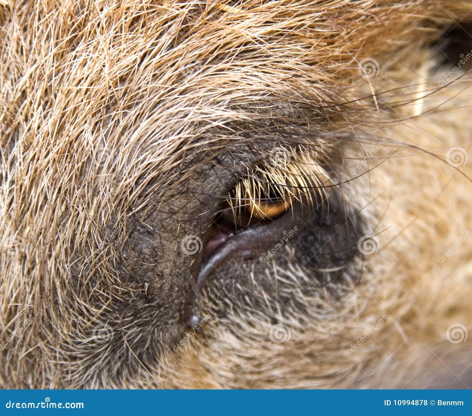 Boar eye and hair texture stock photo. Image of dangerous - 10994878