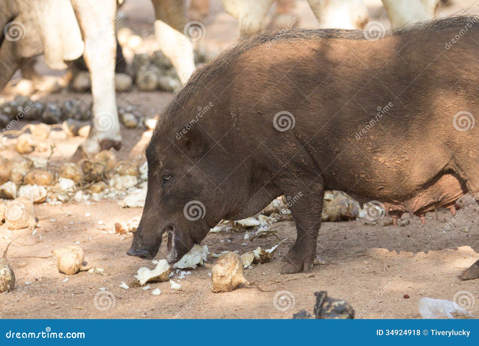 Boar stock photo. Image of boar, food, black, animal - 34924918