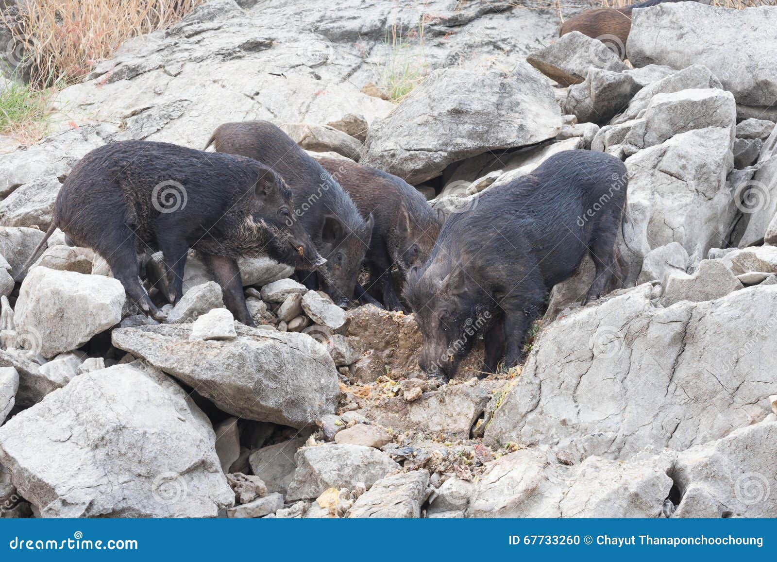 Boar stock photo. Image of forest, boar, mountain, nature - 67733260