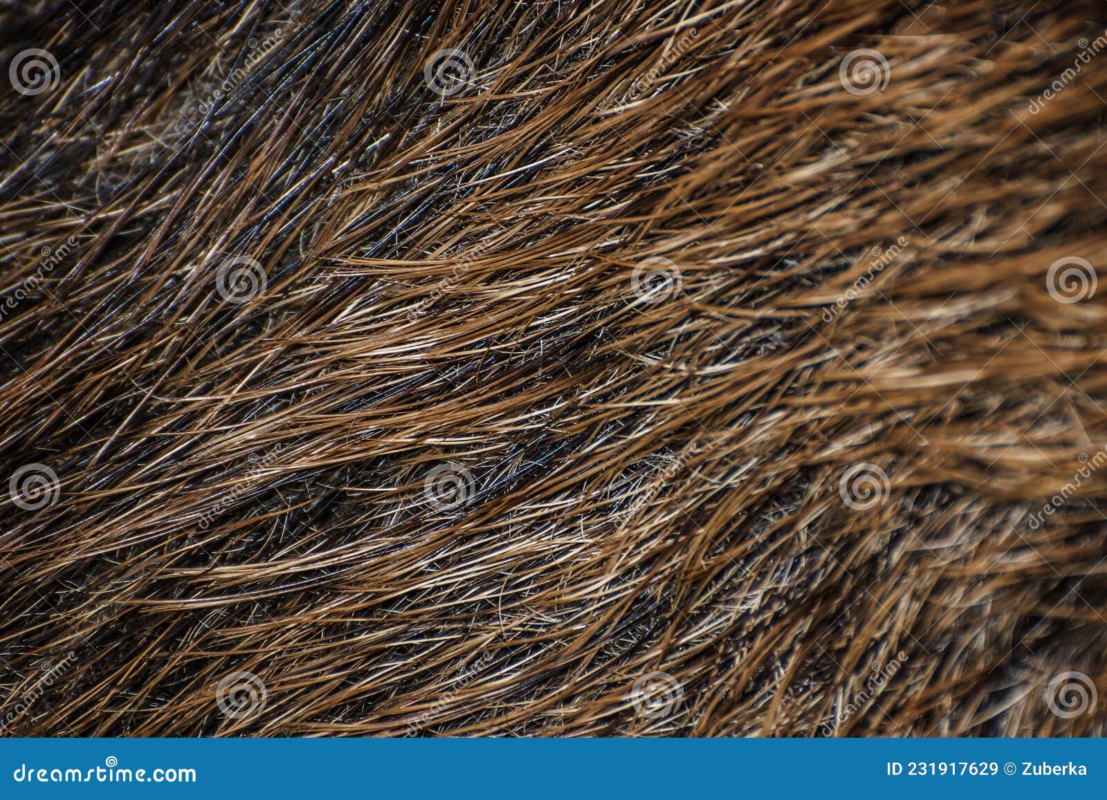 Boar Fur Pattern stock image. Image of field, animal - 231917629