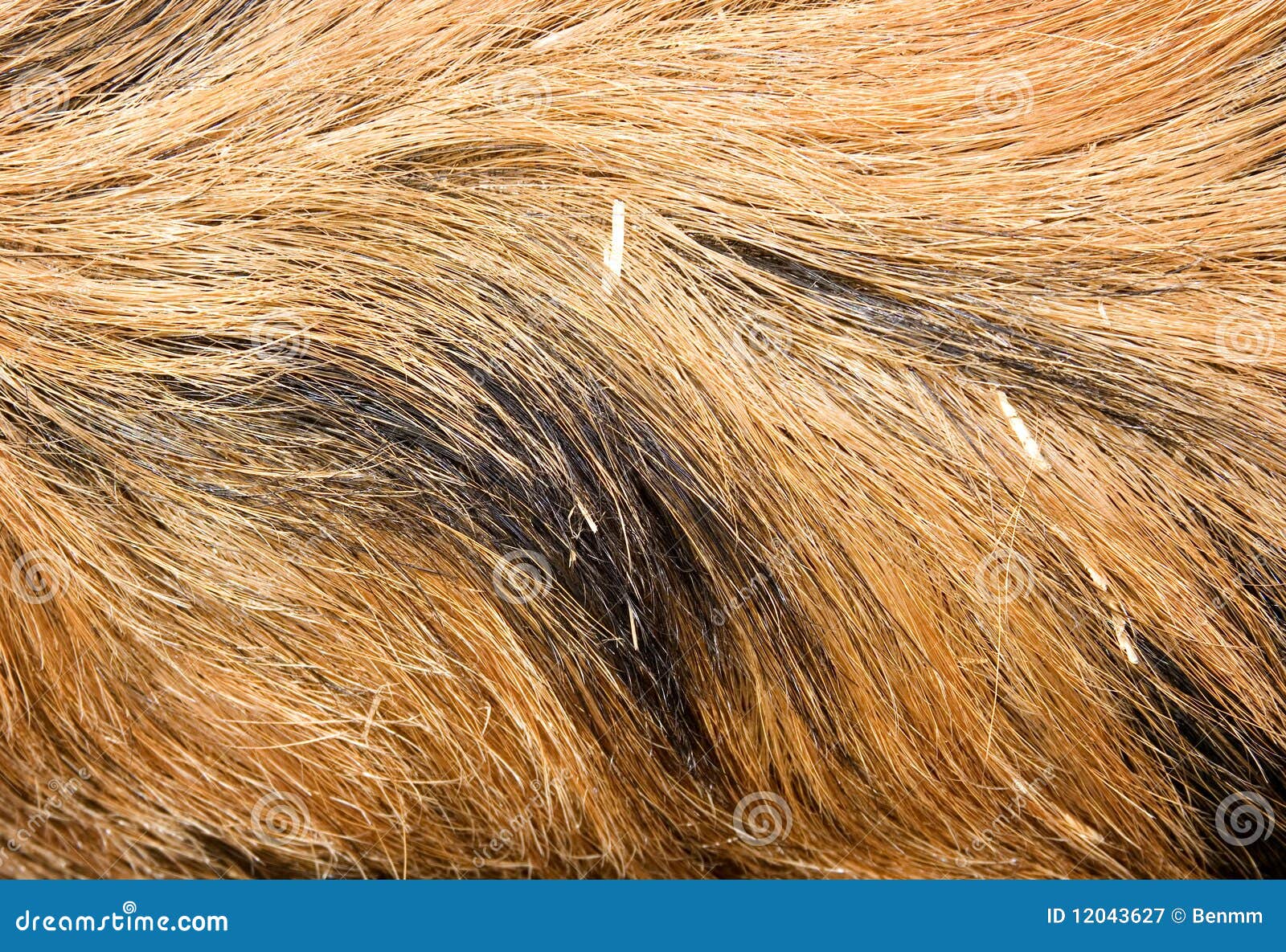 Boar hair texture stock image. Image of design, exotic - 12043627