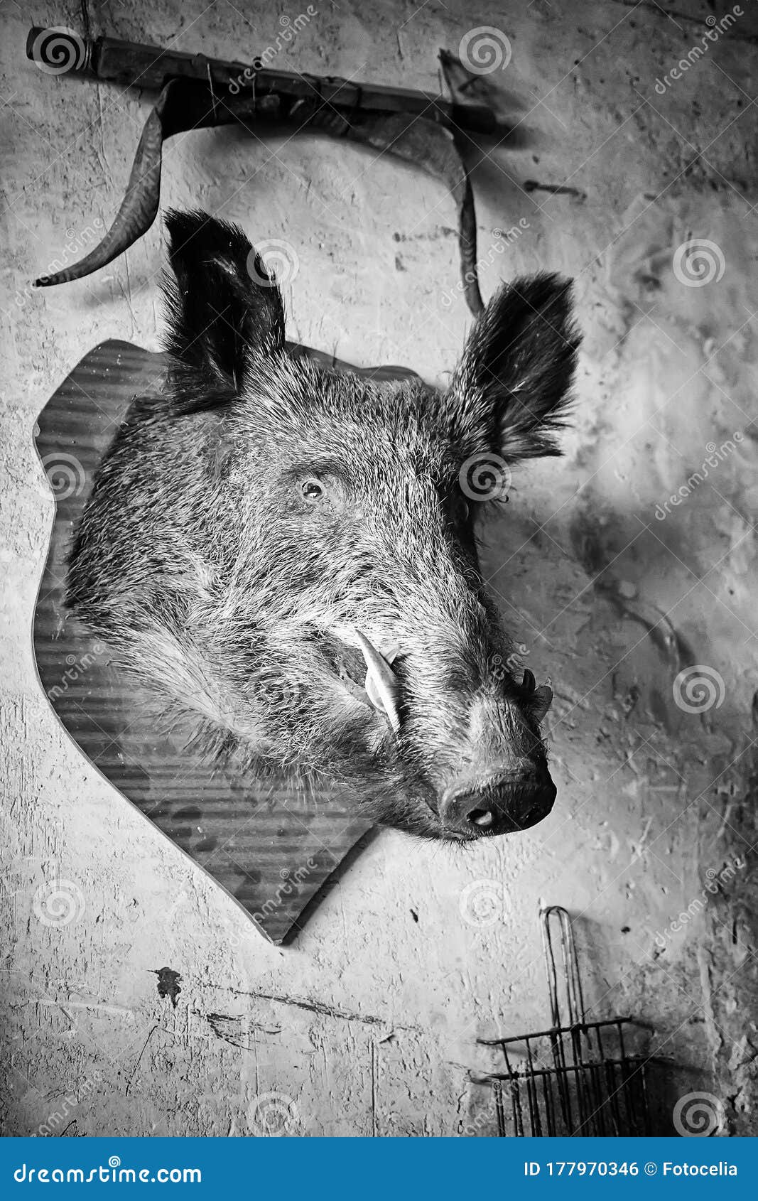 Head of boar stock photo. Image of fear, taxidermy, black - 177970346