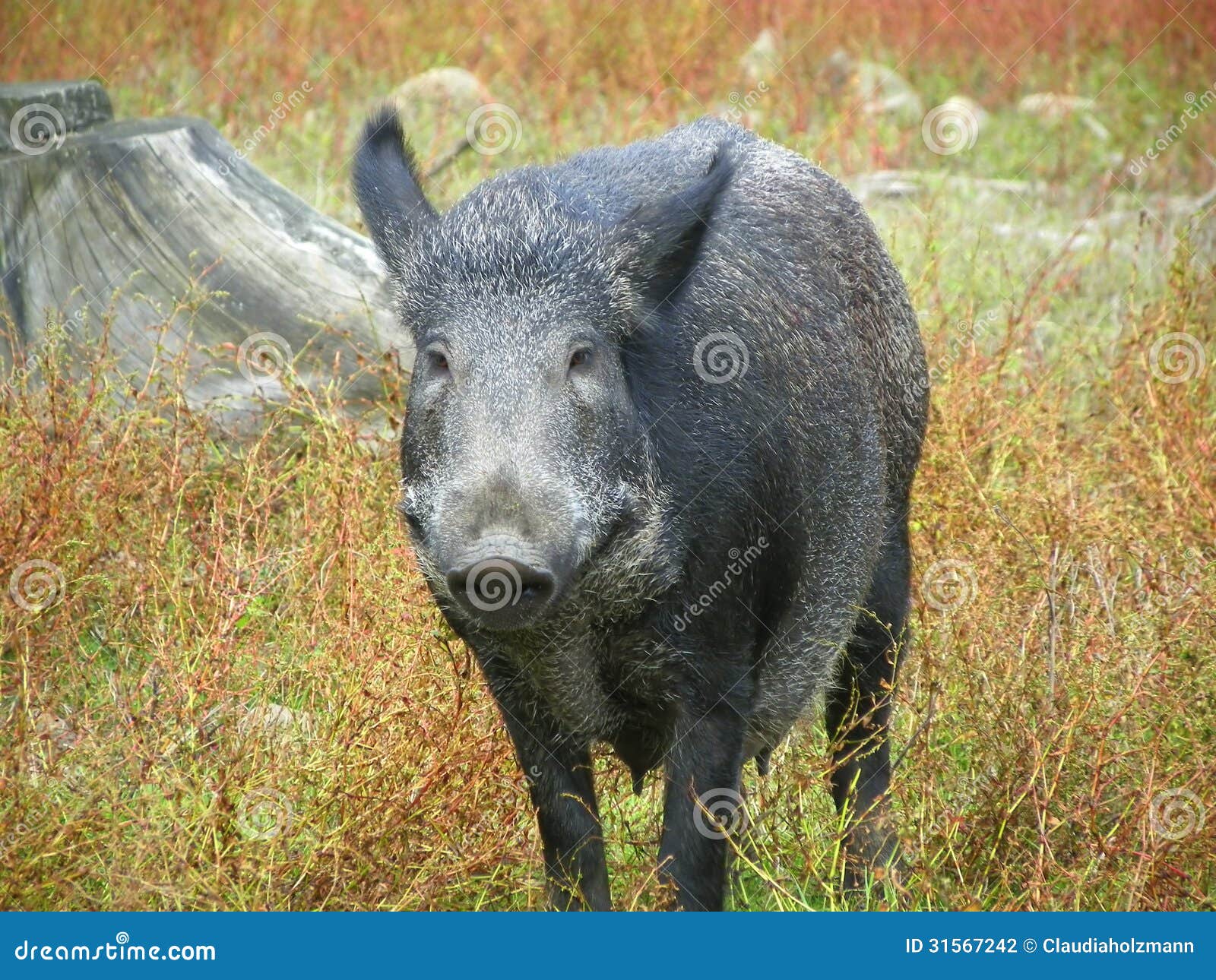 Boar stock photo. Image of truffles, truffle, animal - 31567242