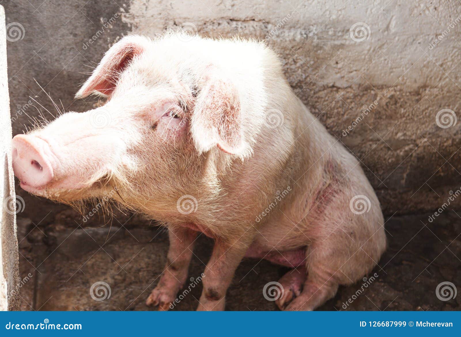 Boar. Large Pig Sitting in a Pen on the Farm. Stock Image - Image of ...
