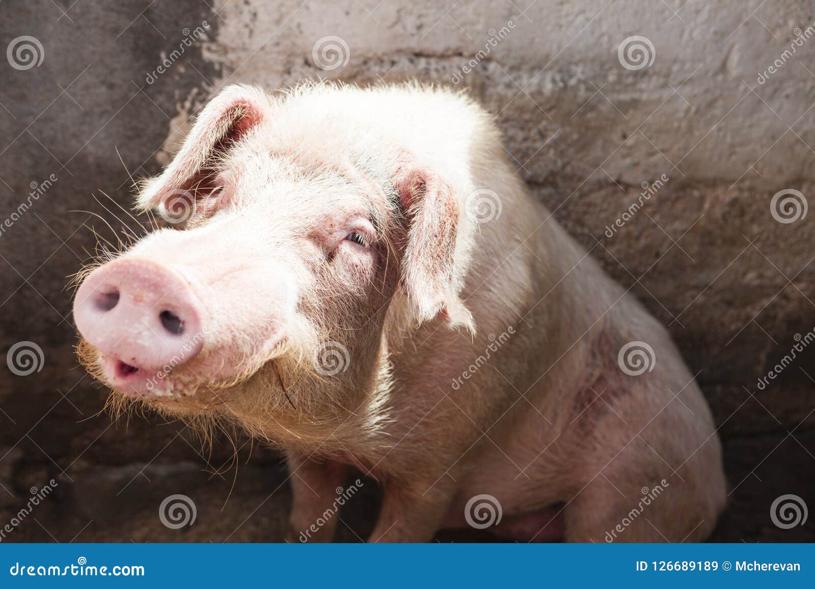 Boar. Large Pig Sitting in a Pen on the Farm. Stock Image - Image of ...