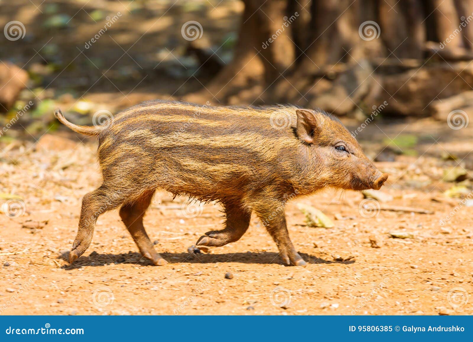 Boar stock image. Image of small, young, park, wildlife - 95806385