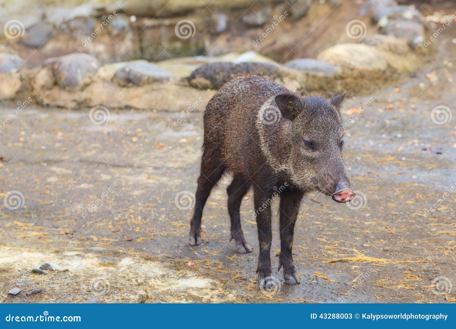 Grey Wild Boar stock image. Image of cordillera, domestic - 43288003