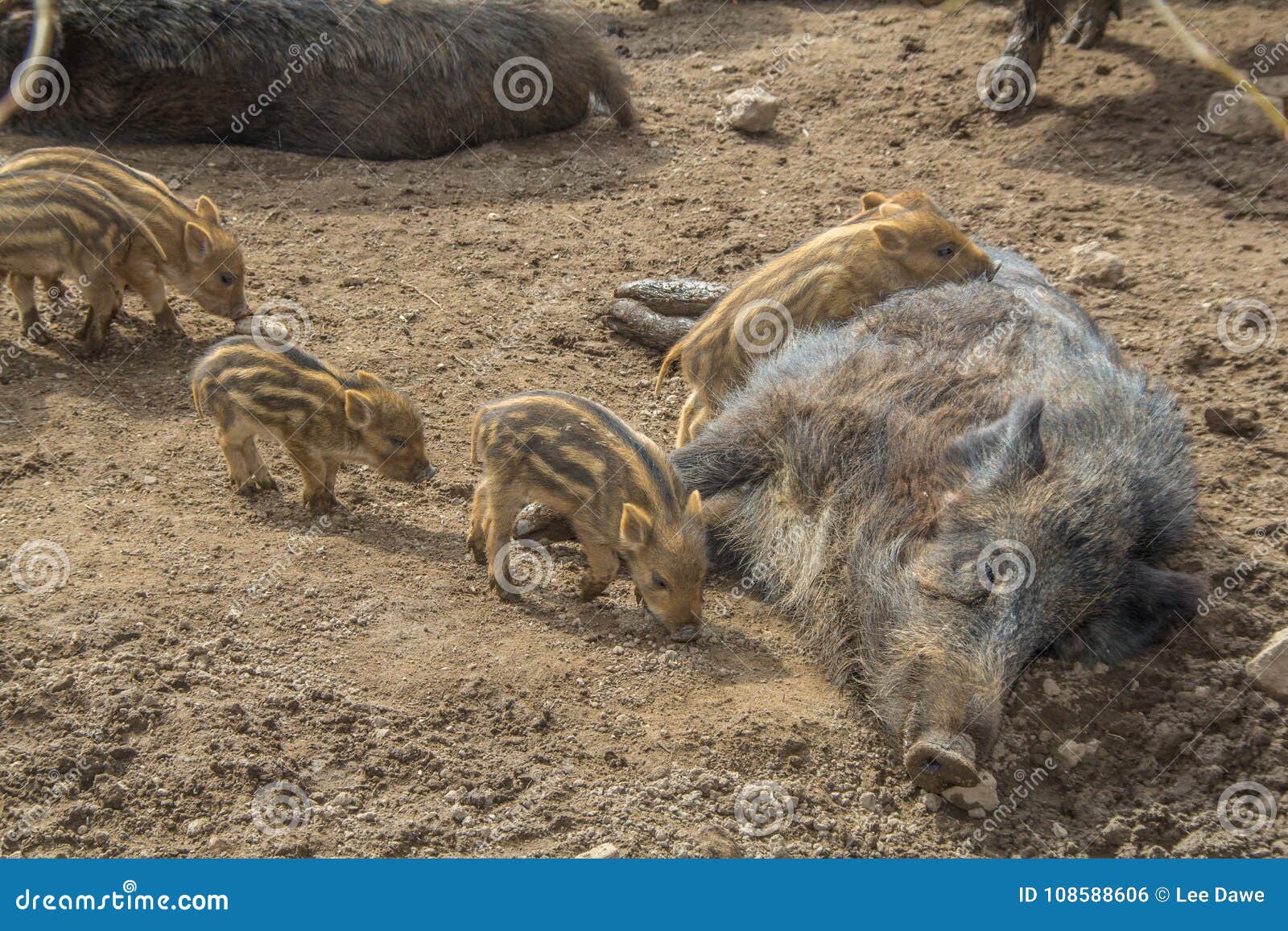 Boar with piglets stock photo. Image of walkham, longash - 108588606