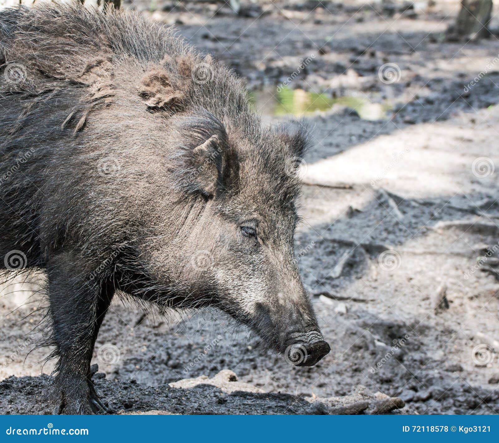 Boar stock photo. Image of hunt, nature, large, snout - 72118578