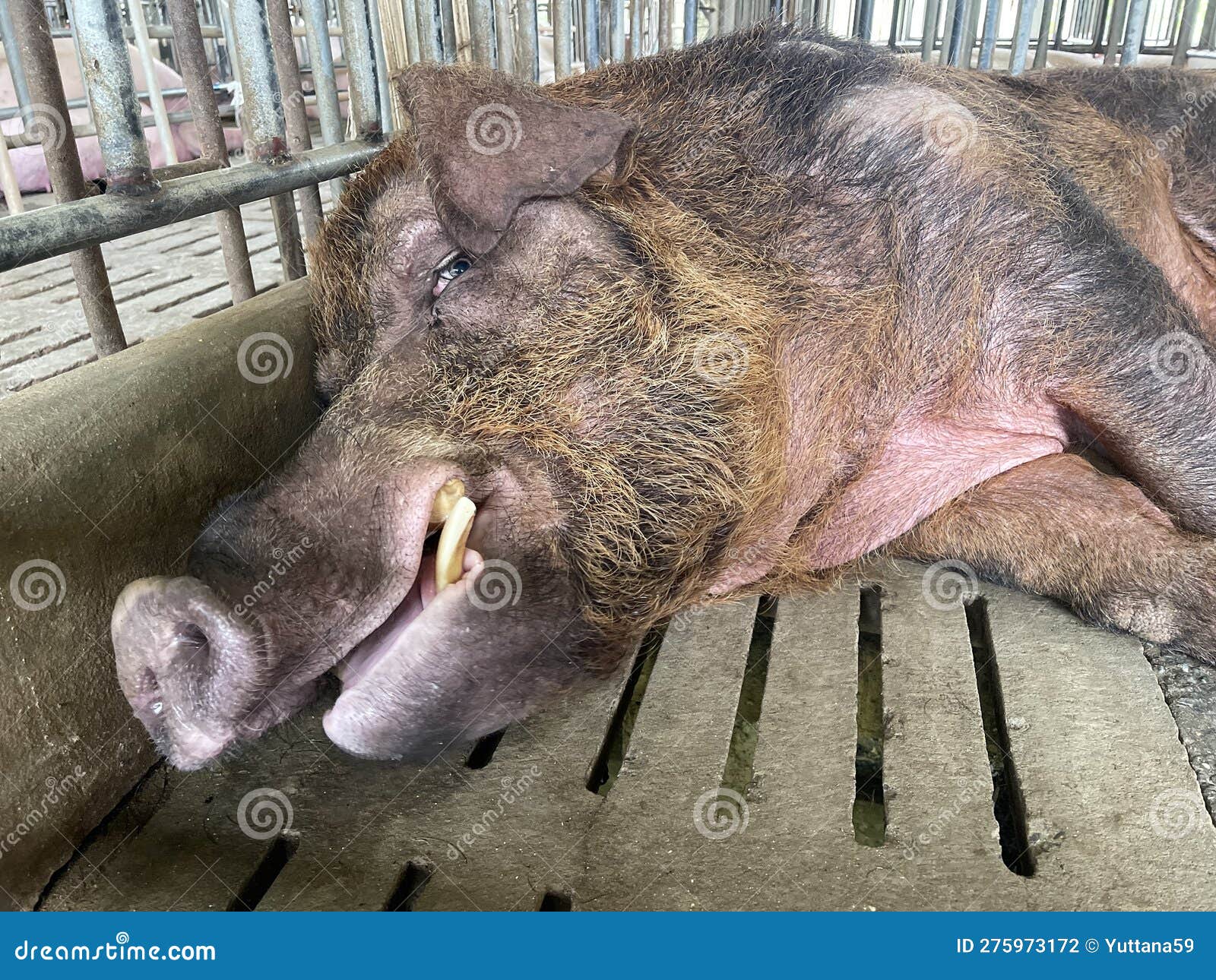 The Boar stock photo. Image of fish, male, rest, seal - 275973172