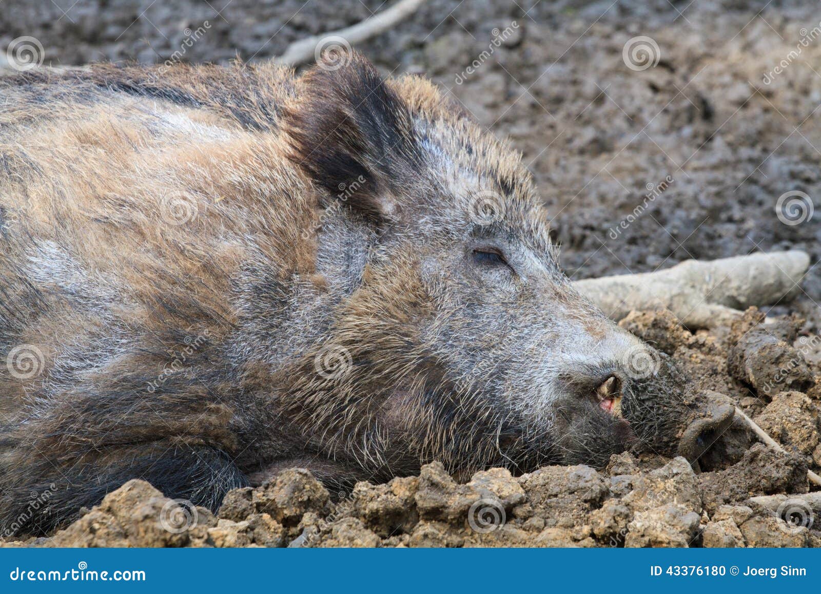 Boar stock photo. Image of snout, bored, hair, wide, wild - 43376180
