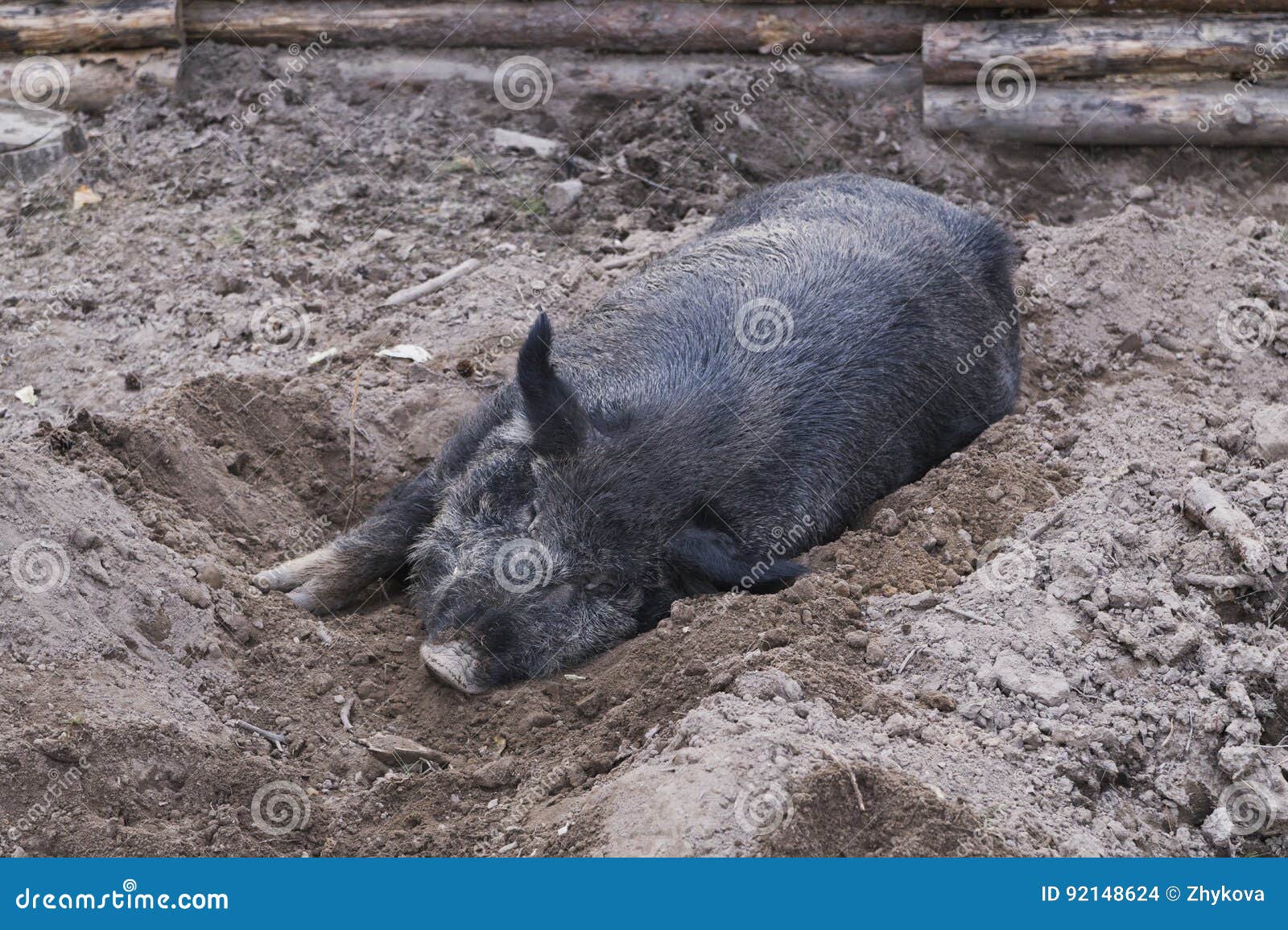 Boar resting in the mud stock photo. Image of piglet - 92148624