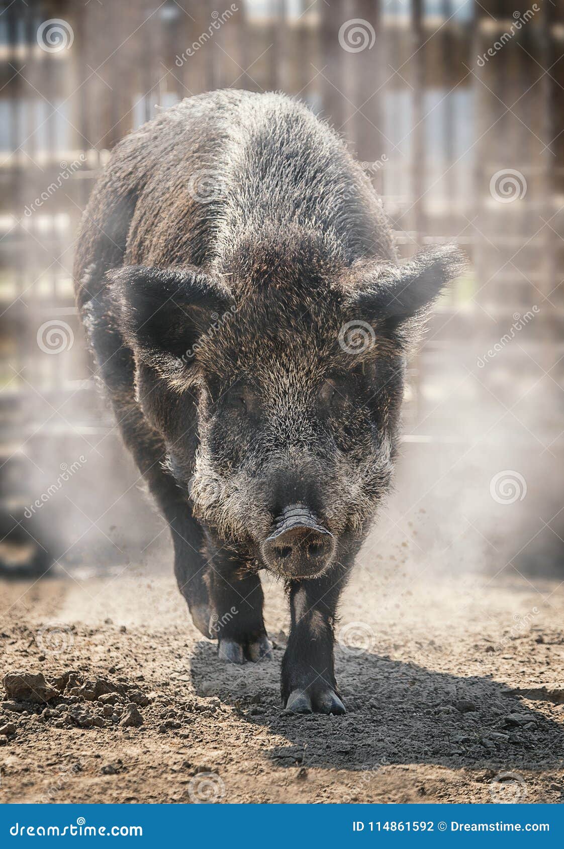 Boar running on the sand stock photo. Image of running - 114861592