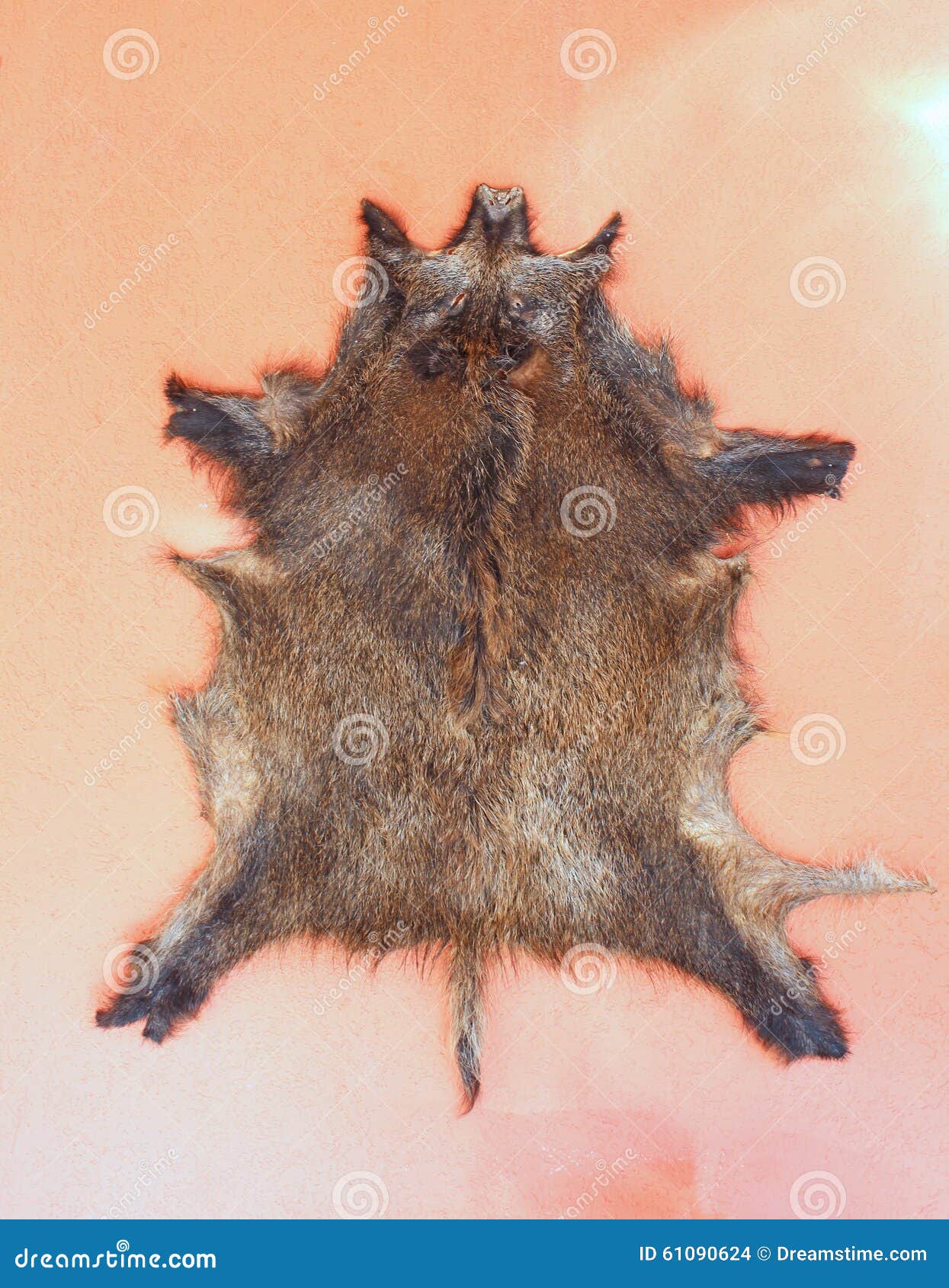 Boar skin hanging on wall stock photo. Image of hider - 61090624