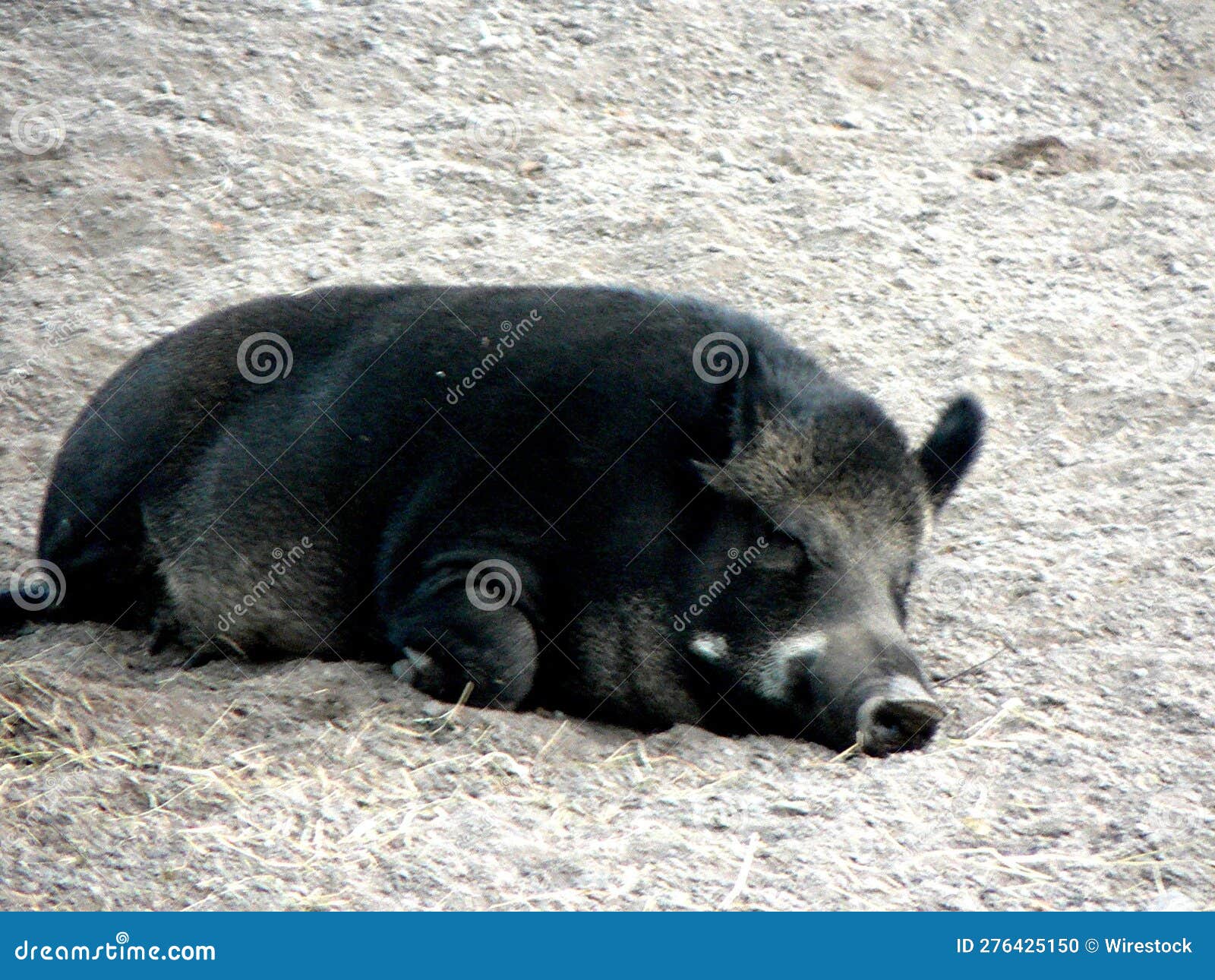A Boar is Sleeping on the Ground Next To a Tree Stock Photo - Image of ...