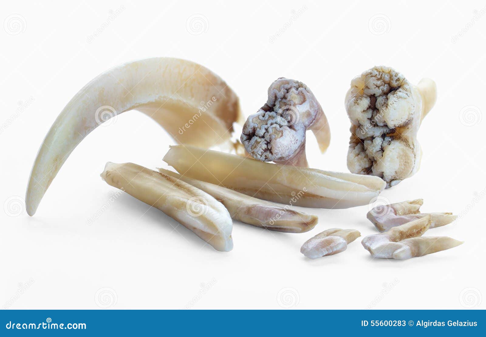 Boar teeth stock image. Image of animal, tusker, background - 55600283