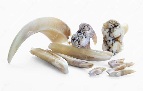 Boar teeth stock image. Image of animal, tusker, background - 55600283
