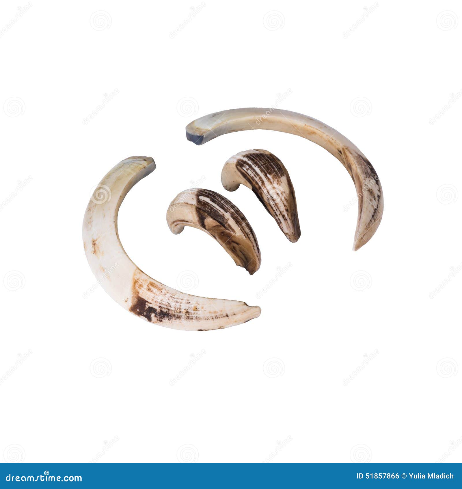 Boar Tusk Isolated on White Stock Photo - Image of forest, fang: 51857866