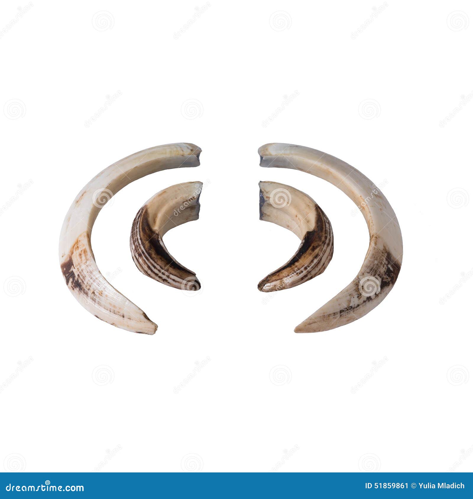 Boar Tusk Isolated on White Stock Image - Image of nature, animal: 51859861