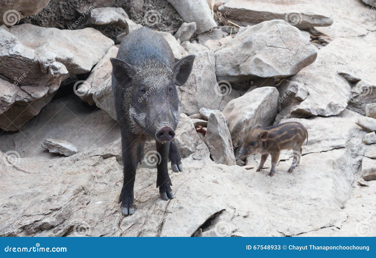 Boar stock image. Image of mountain, boar, wild, nature - 67548933