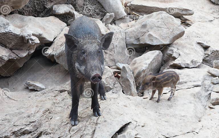 Boar stock image. Image of mountain, boar, wild, nature - 67548933