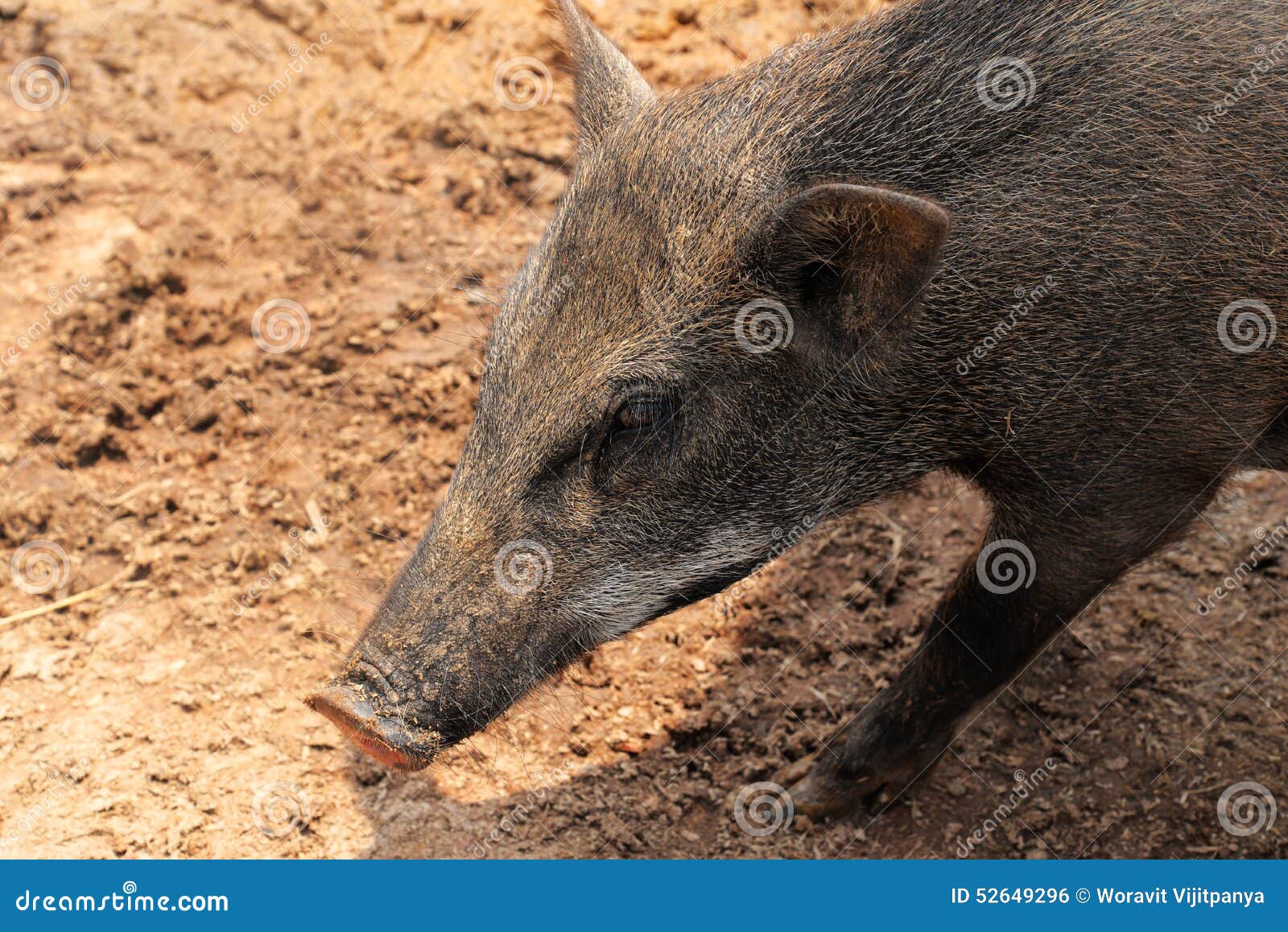 Boar Wild Boar stock photo. Image of scene, boar, mammals - 52649296