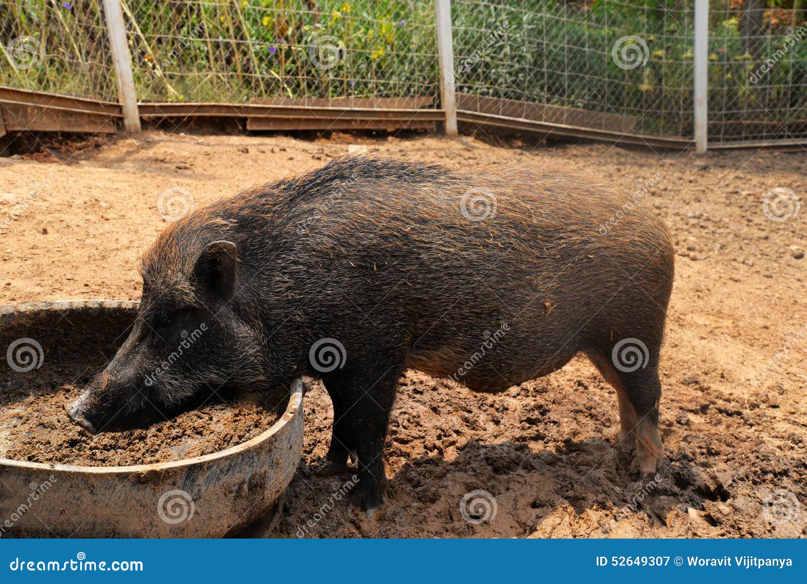 Boar Wild Boar stock image. Image of wildlife, wild, themes - 52649307