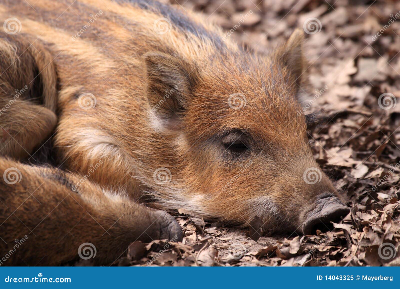 The Boar or Wild Boar (Sus Scrofa) Stock Image - Image of wild, animal ...