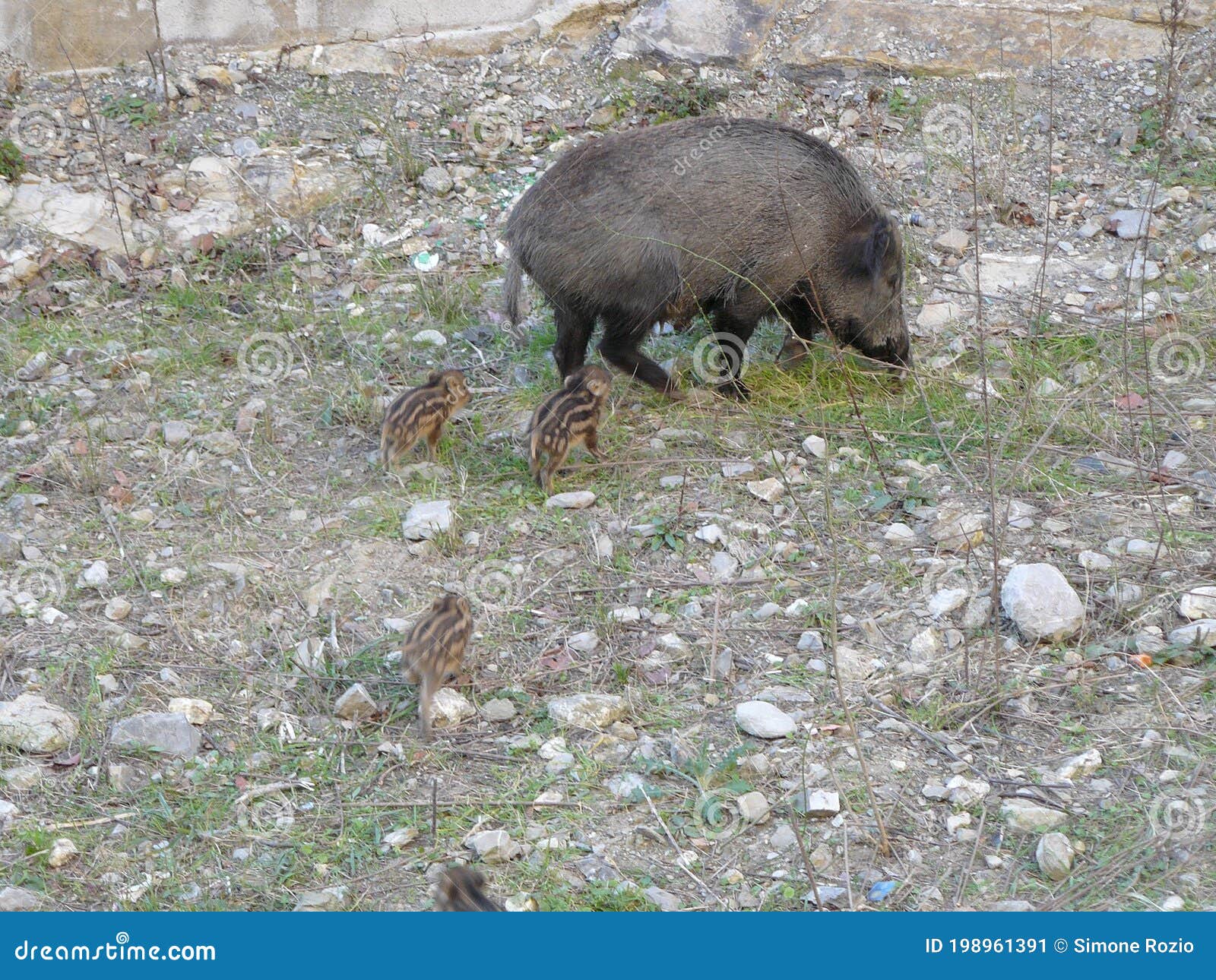 Boar stock image. Image of nature, herd, family, scrofa - 198961391