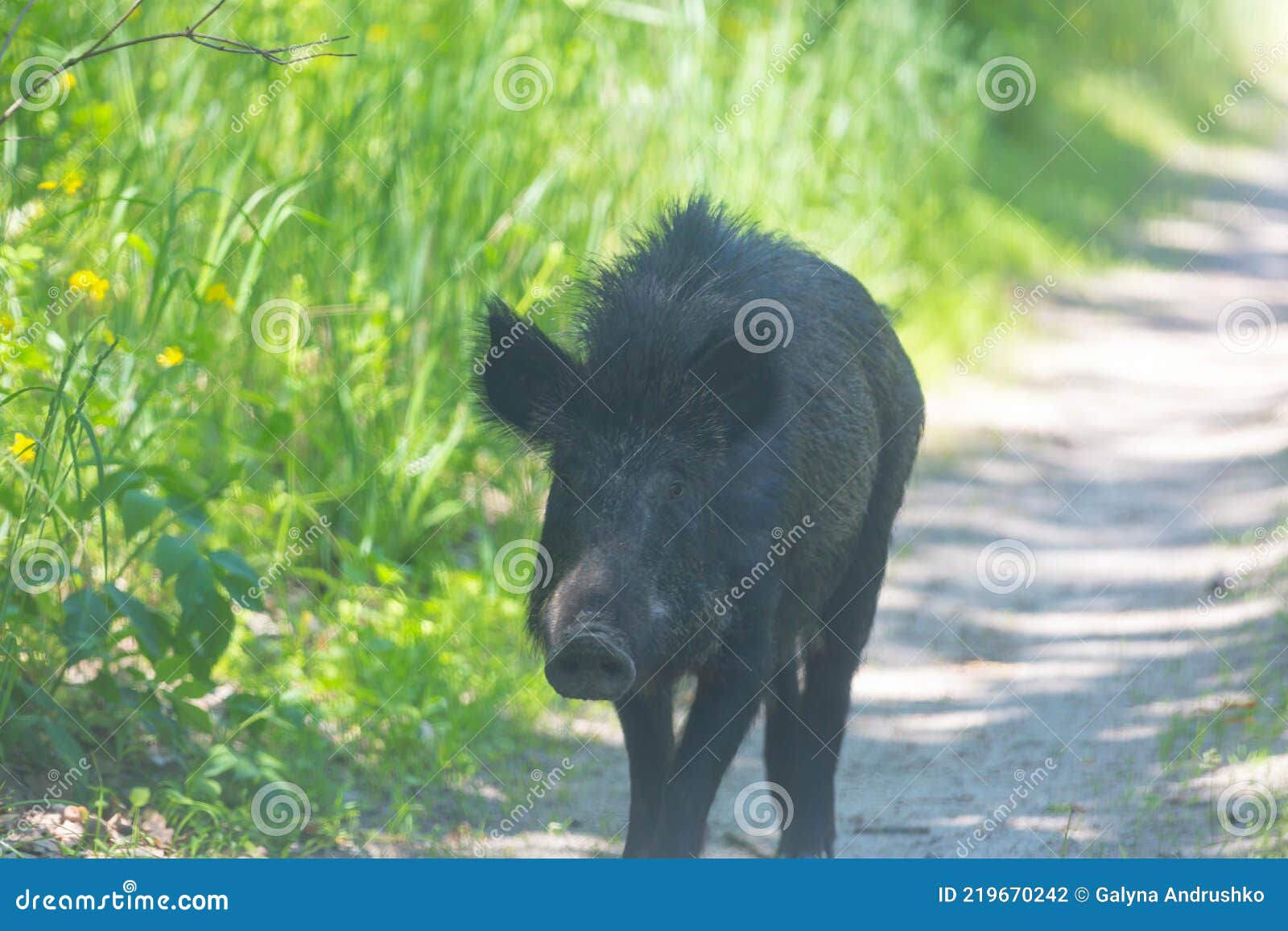 Boar stock photo. Image of target, wildlife, outdoors - 219670242