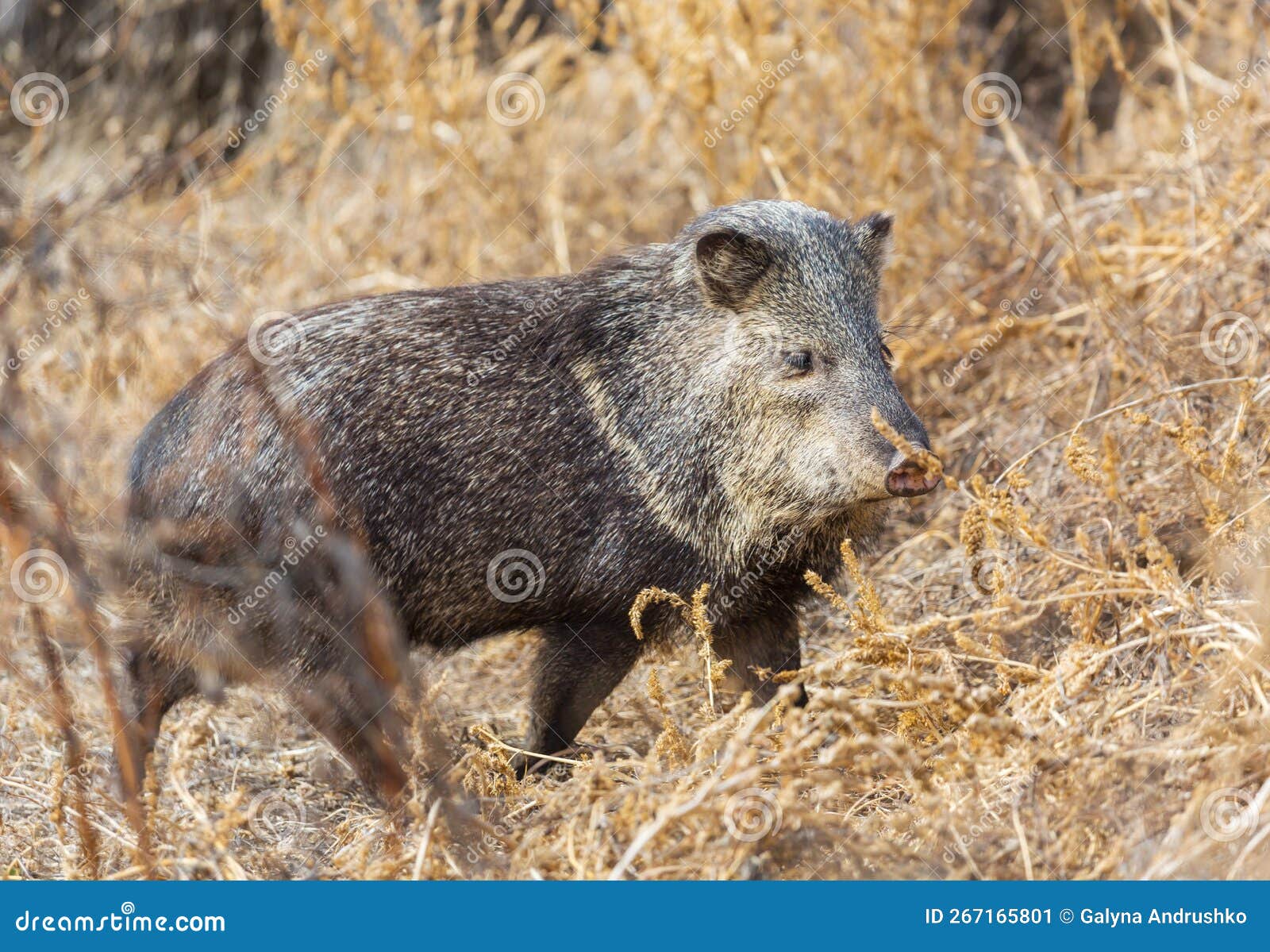 Boar stock image. Image of snout, forest, pigling, habitat - 267165801