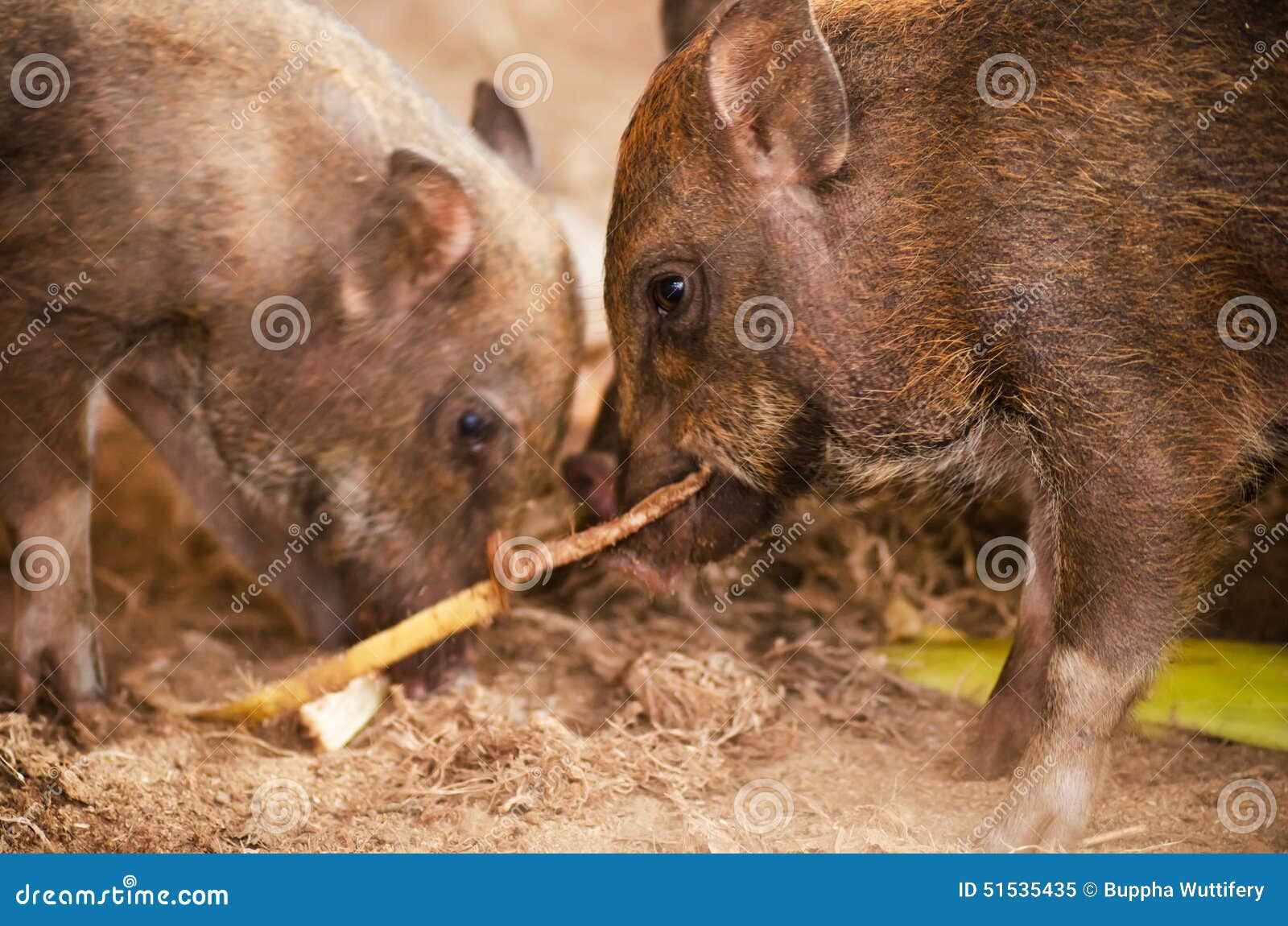 Boar stock image. Image of farm, young, nature, hair - 51535435