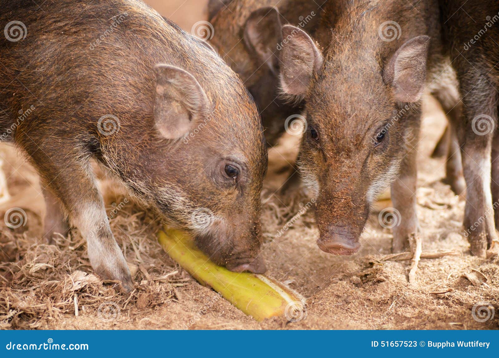 Boar stock image. Image of mammal, closeup, hair, male - 51657523