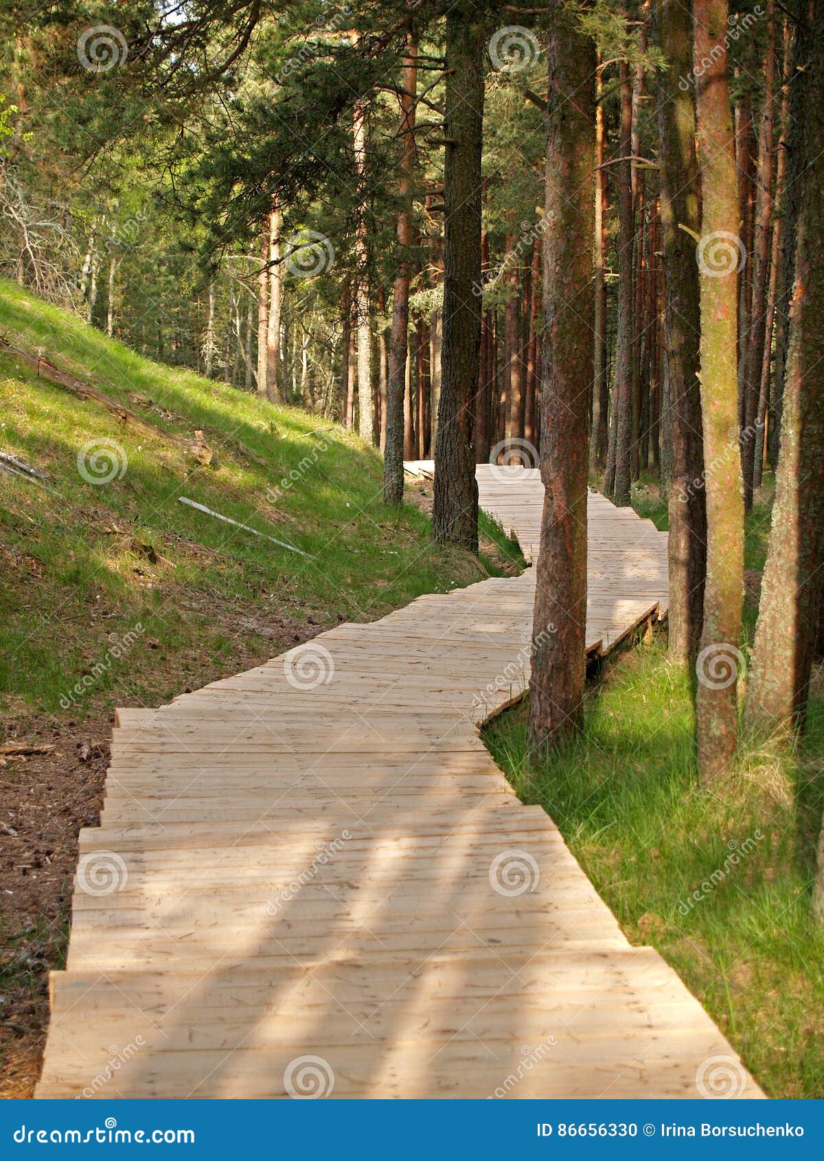 Board Path in the Coniferous Wood Stock Photo - Image of curonian, path ...