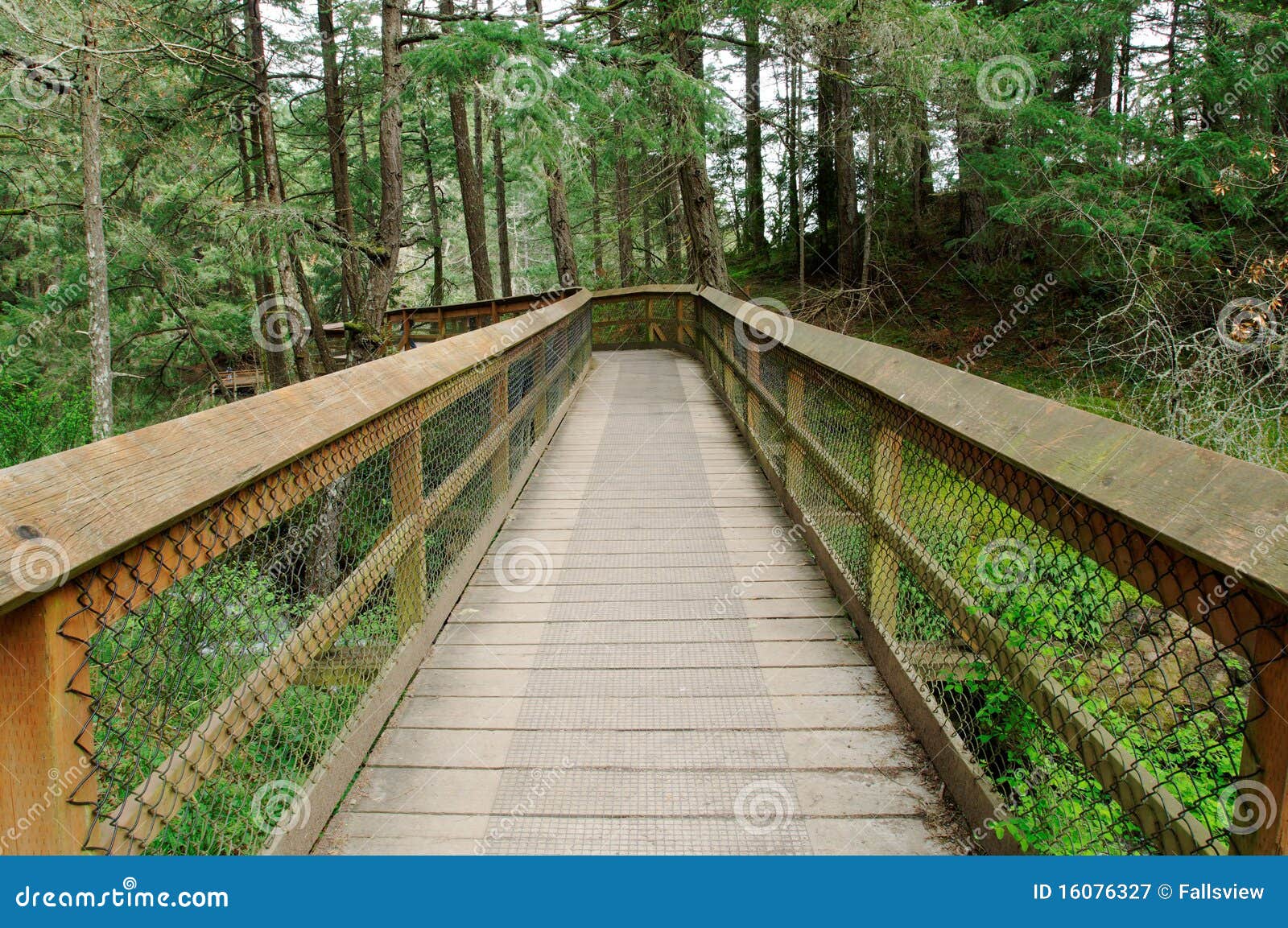 Board walk in forest stock image. Image of vancouver - 16076327