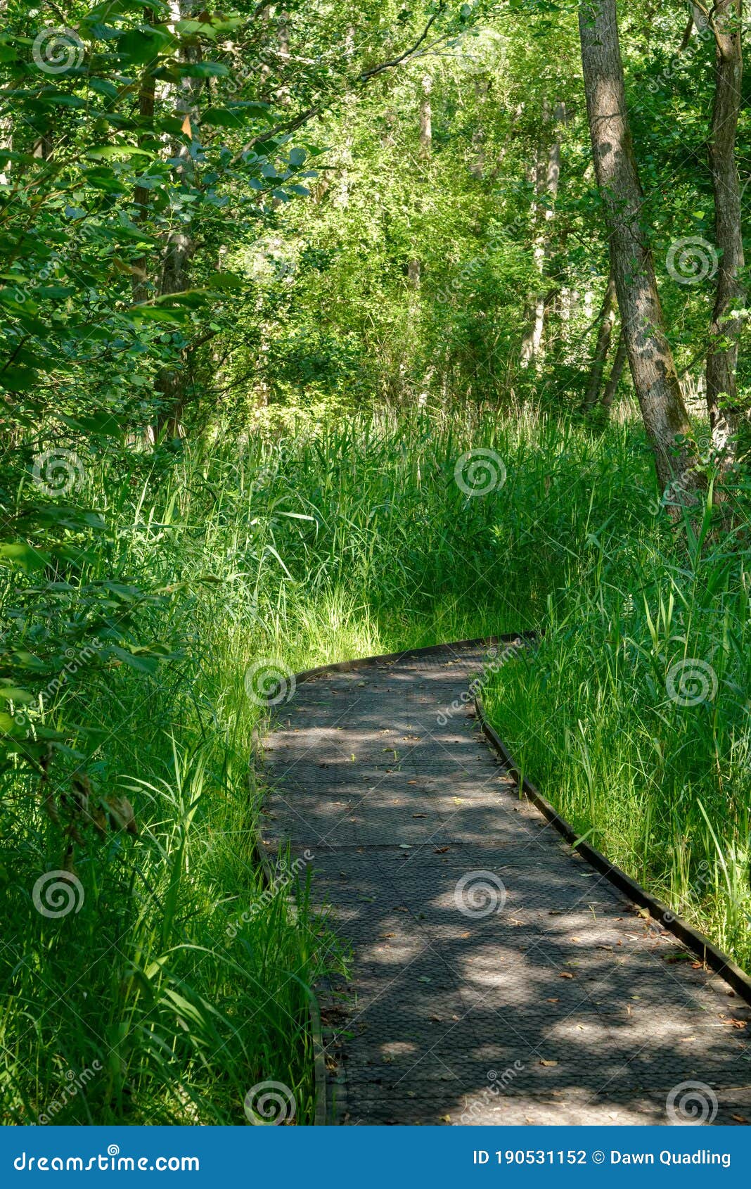 Wooden Board Walk Path Under Spring Green Trees Leading To the Right ...