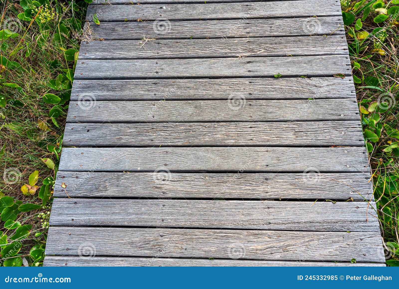 Board Walk Planks with Green Grass on the Side Stock Image - Image of ...