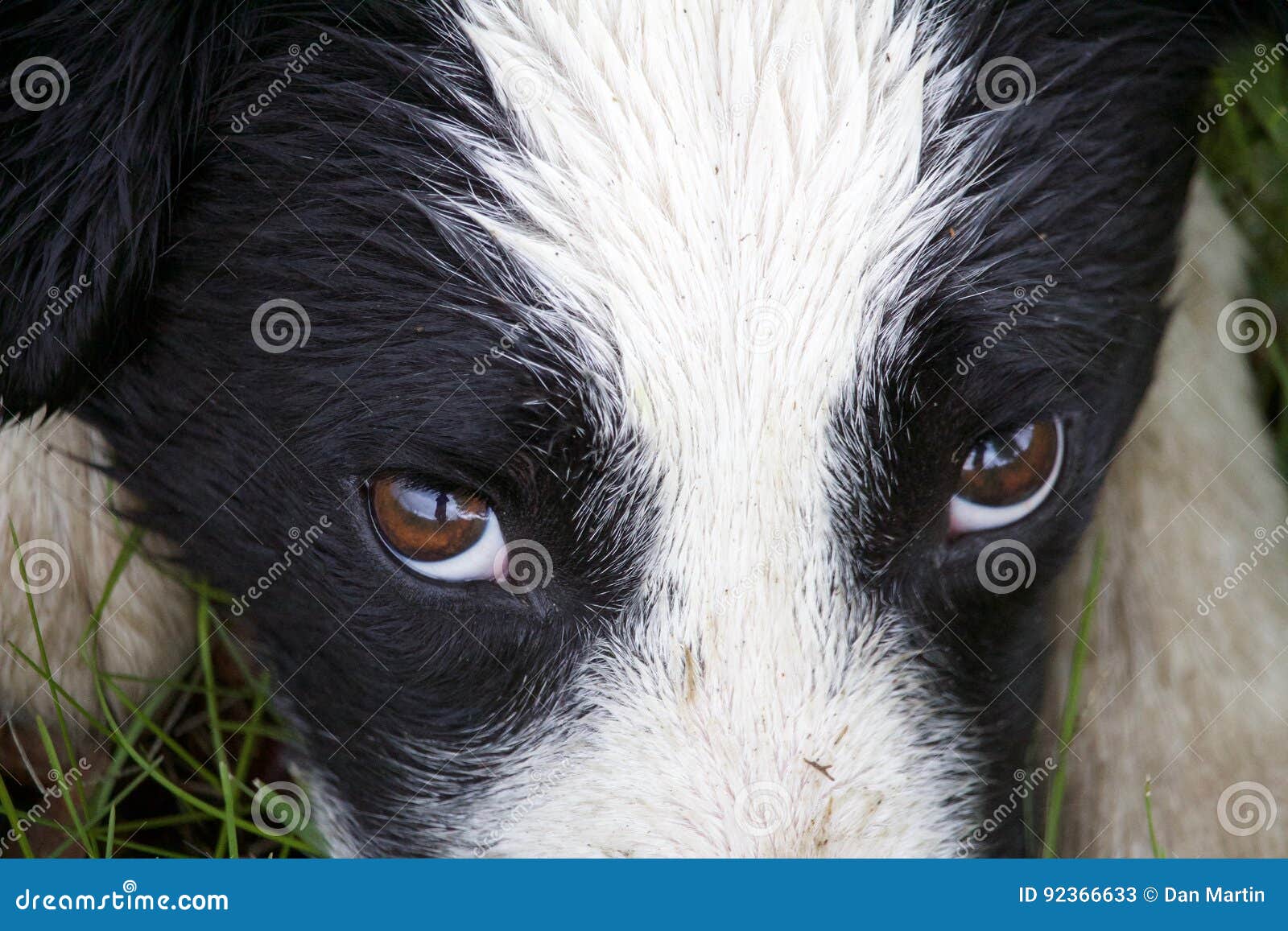 Border Collie Eyes stock image. Image of look, browneyes - 92366633