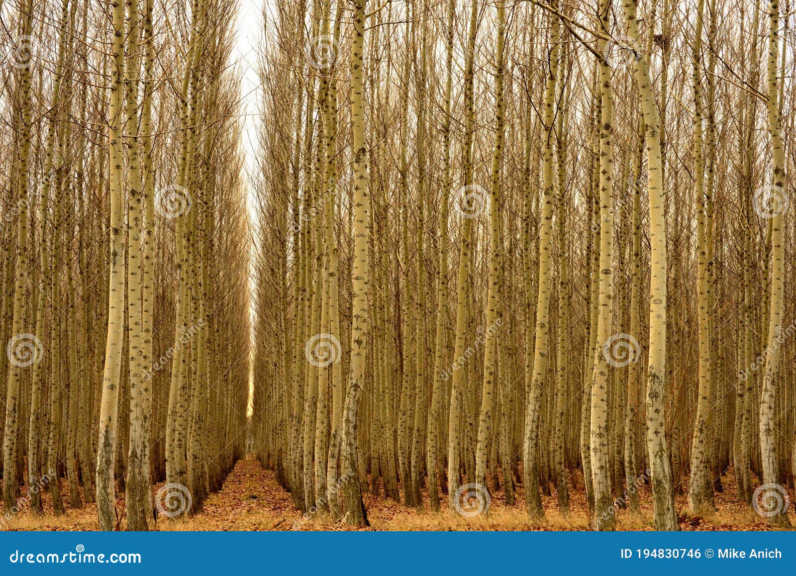Boardman Tree Farm, Boardman. Oregon. Stock Photo - Image of farm, bare ...